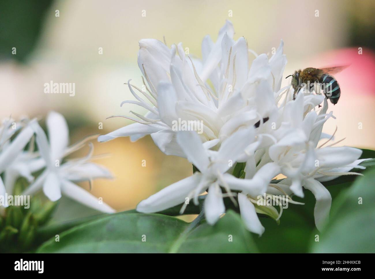 Carpenter Bee fliing à la recherche de nectar dans la fleur de café de ...