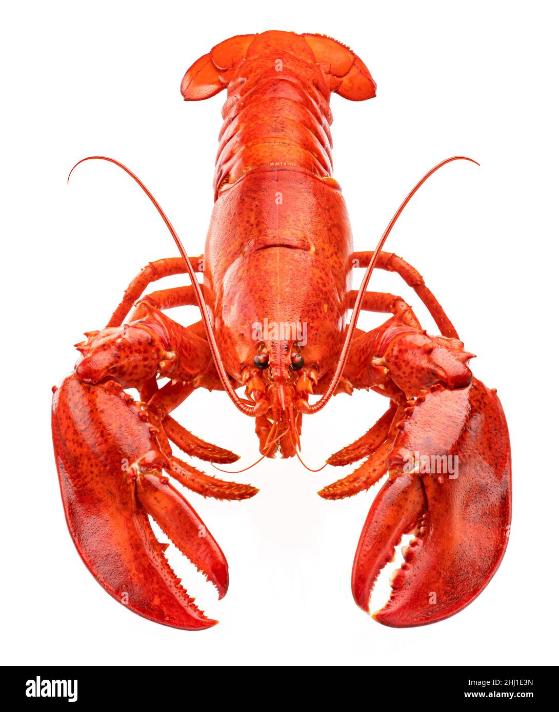 Homard rouge cuit Banque de photographies et d’images à haute ...