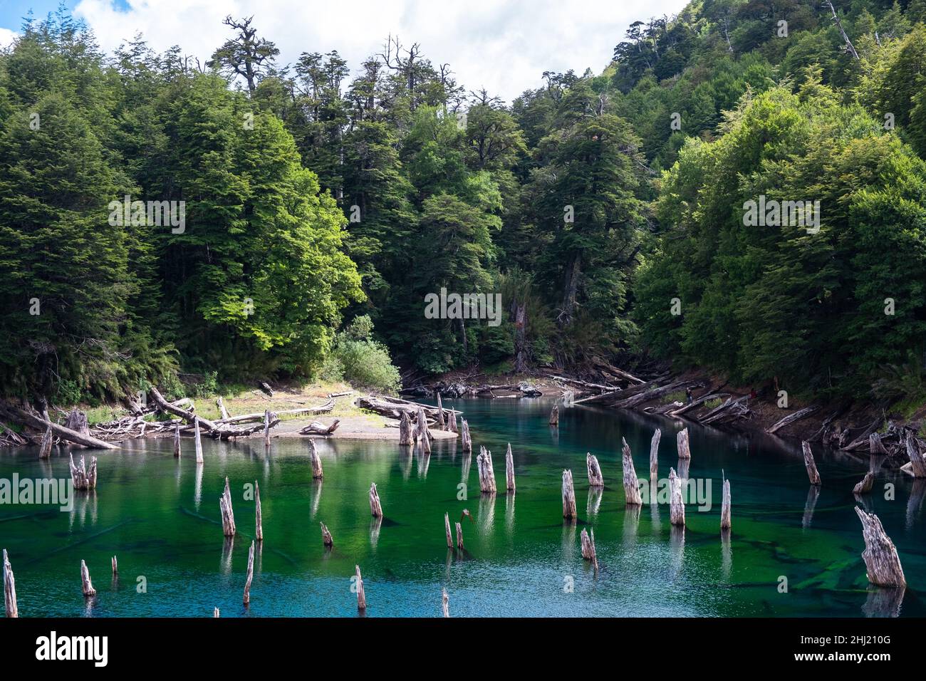 Parque nacional conguillio Banque de photographies et d’images à haute ...