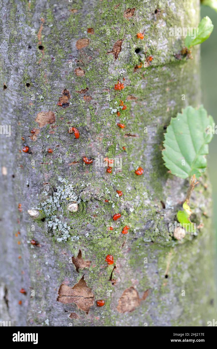 Champignons de la flore fructification Banque de photographies et d ...