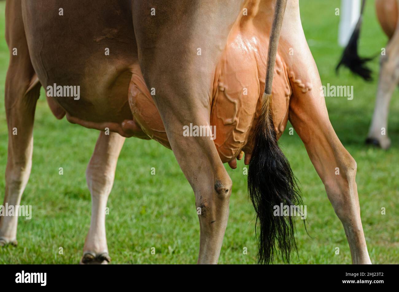 Grosse vache Banque de photographies et d’images à haute résolution - Alamy