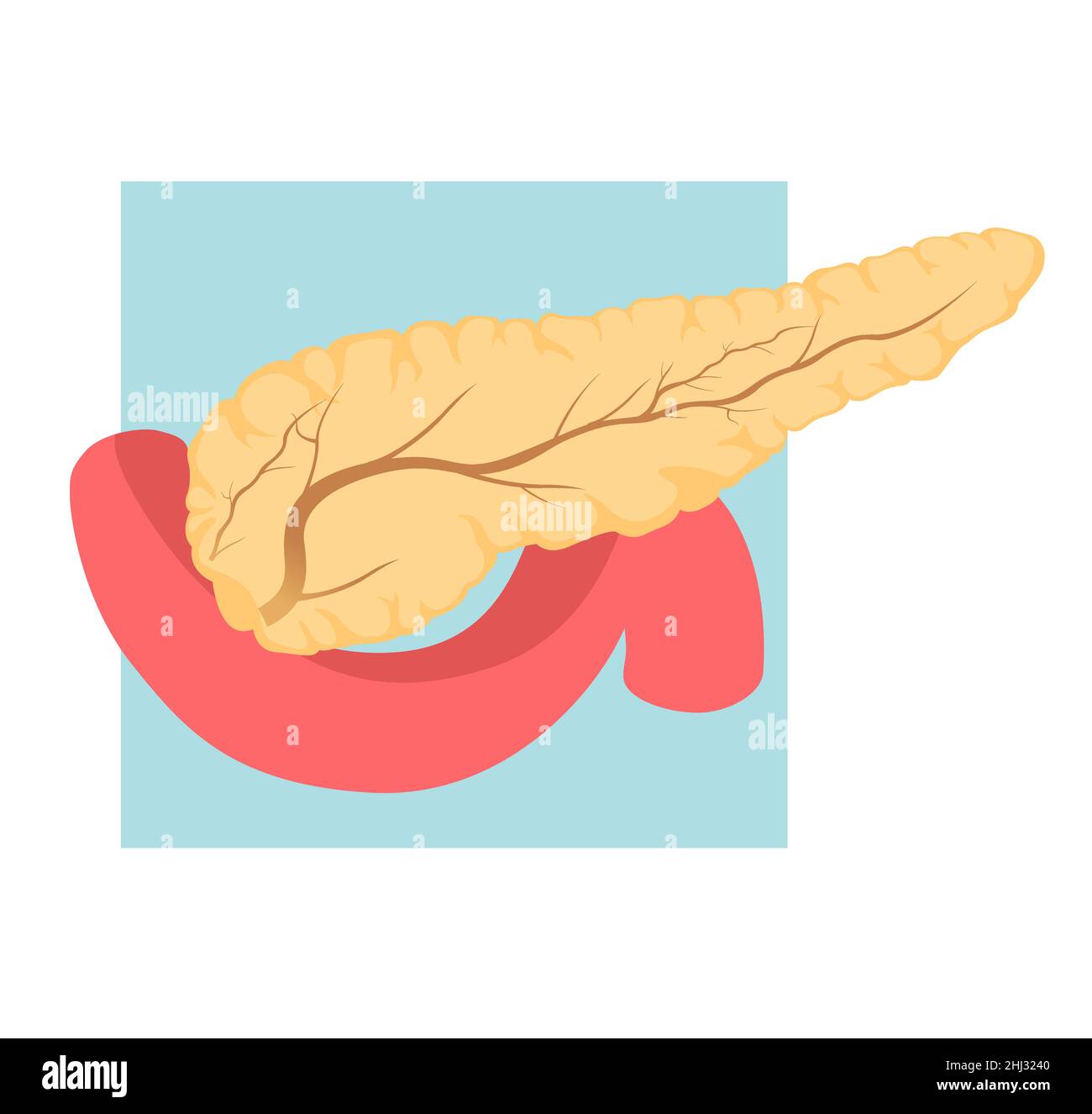 Endocrine pancreas Banque d'images vectorielles - Alamy