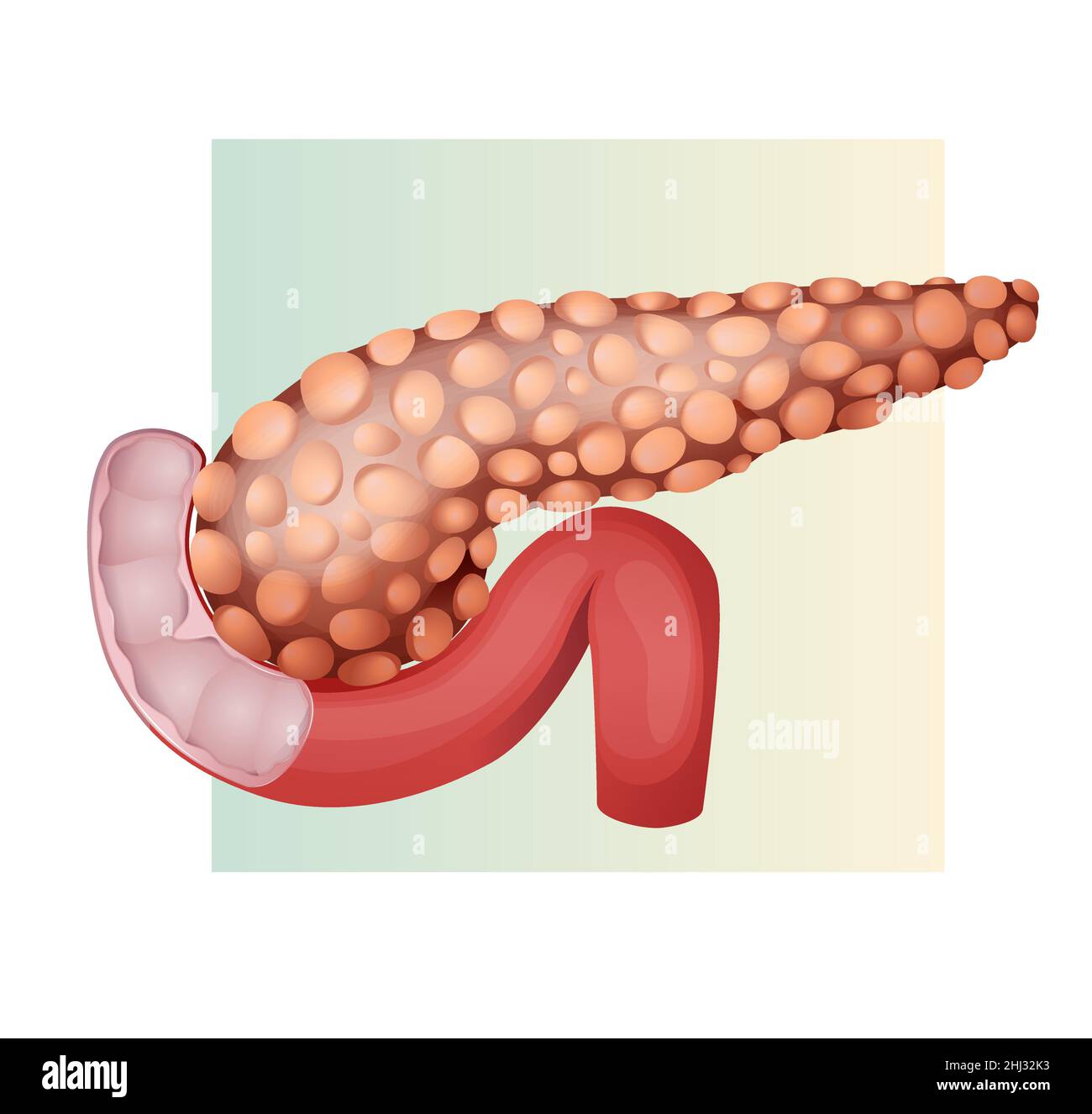 Endocrine pancreas Banque d'images vectorielles - Alamy