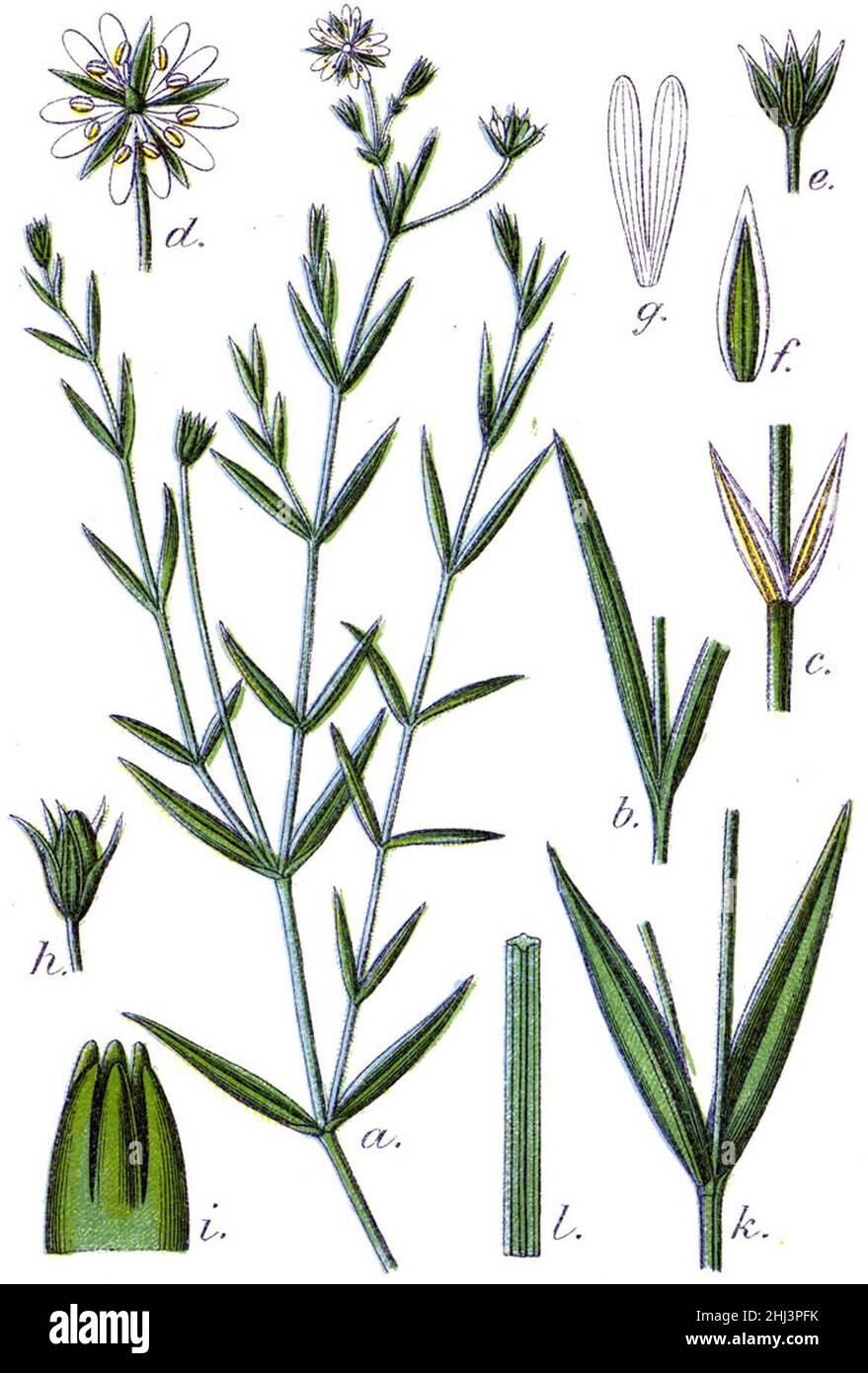 Stellaria palustris Banque de photographies et d’images à haute ...