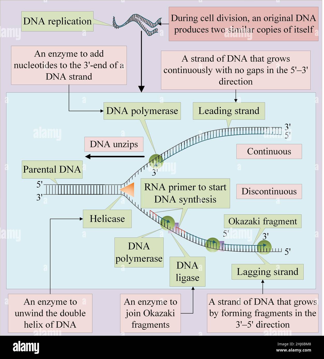 La réplication de l'ADN se fait par le déroulement de la double hélice ...