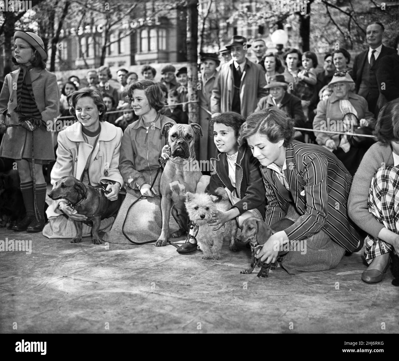 Bâtard de teckel Banque d'images noir et blanc - Alamy