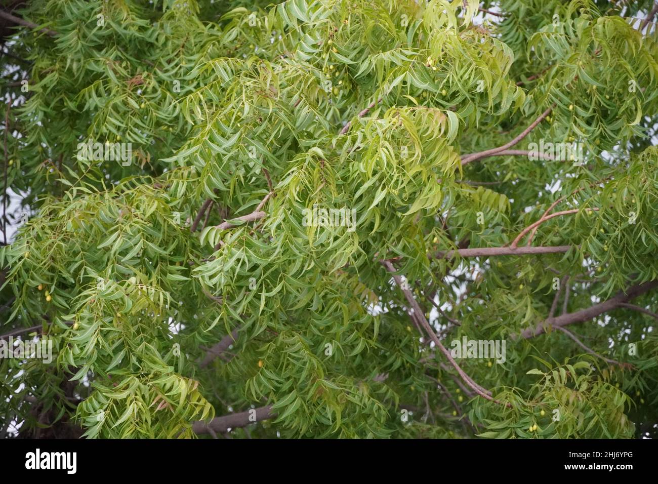 Neem siamois Banque de photographies et d’images à haute résolution - Alamy