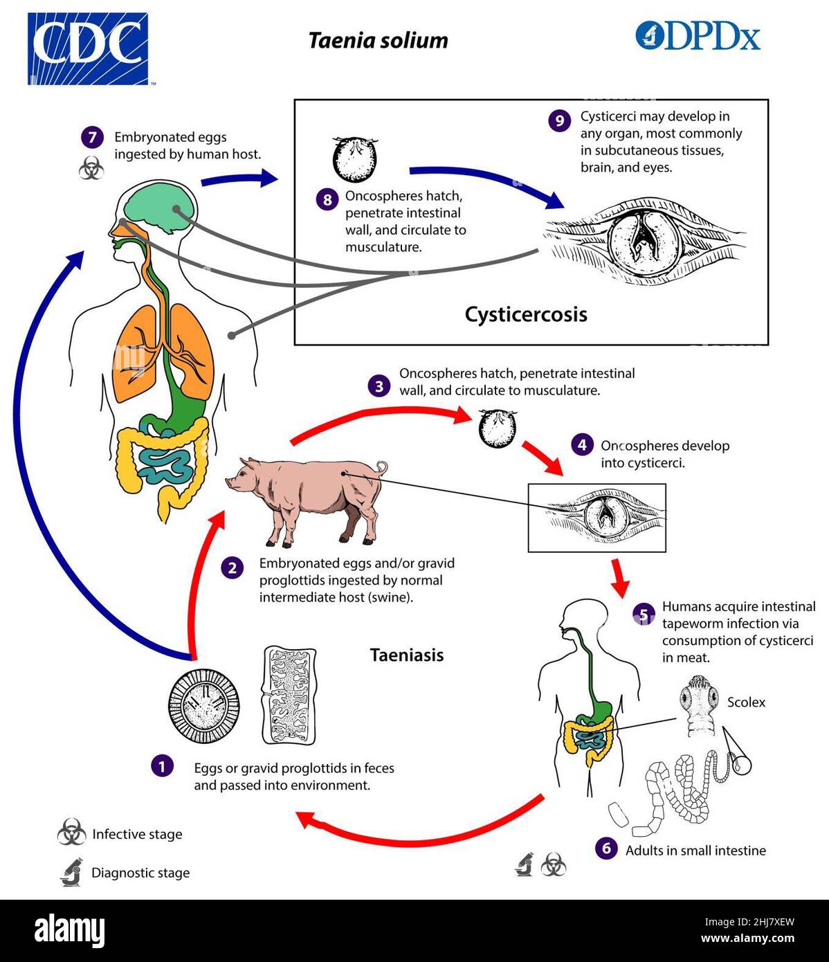 Cycle de vie de la taenia solium (01 Photo Stock - Alamy
