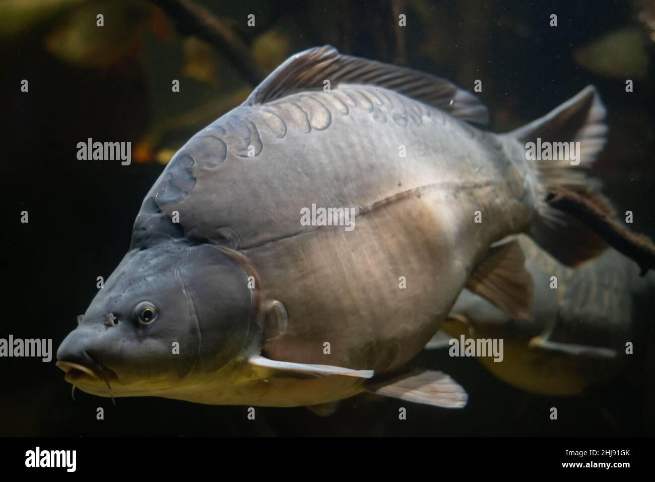 Mirror carp underwater Banque de photographies et d’images à haute ...