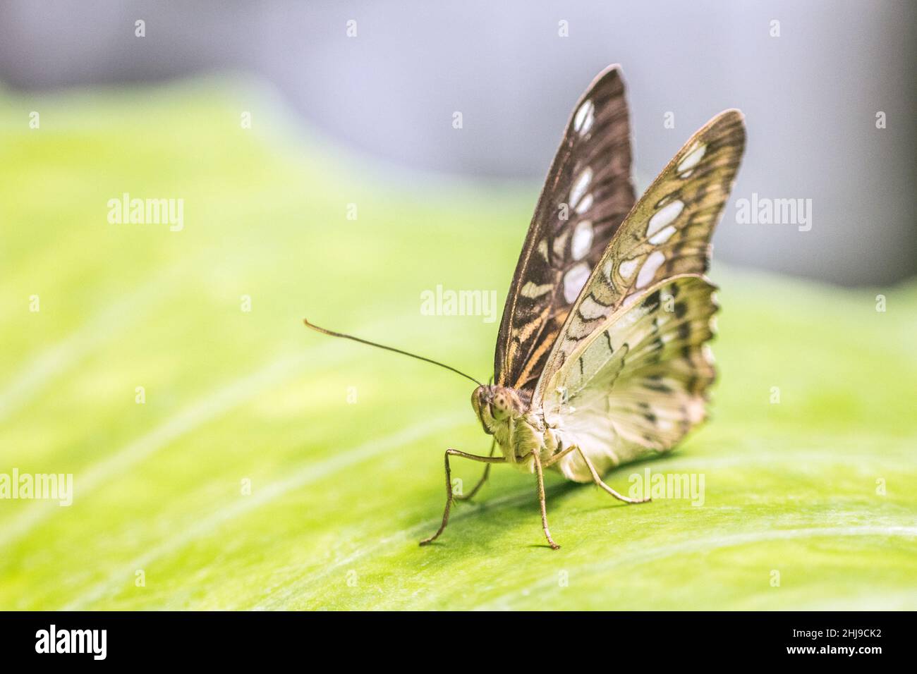 Papillon tropical exotique Banque de photographies et d’images à haute ...