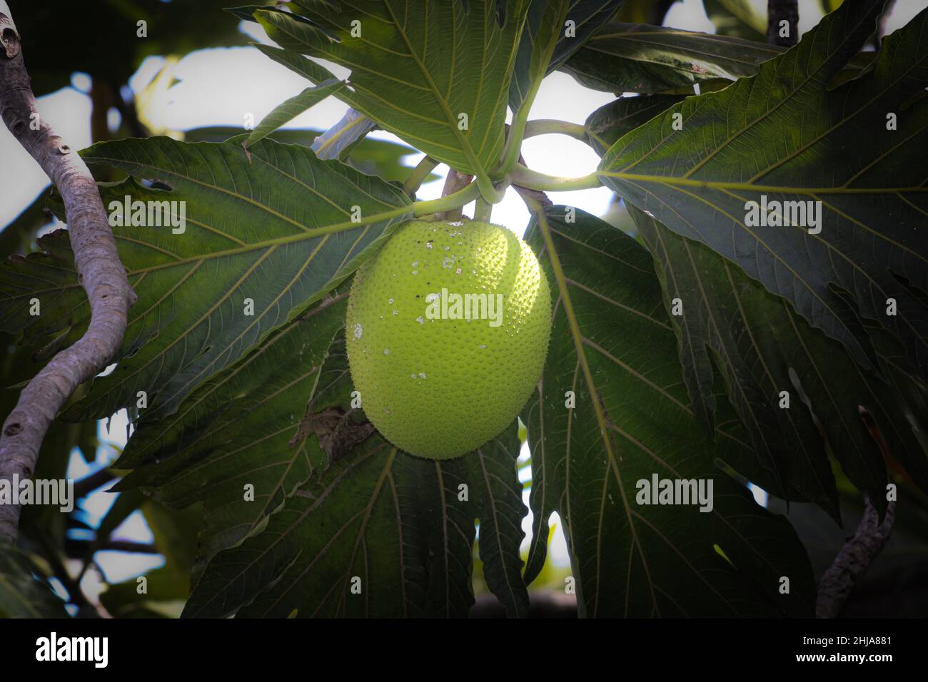 Arbre a pain Banque de photographies et d’images à haute résolution - Alamy