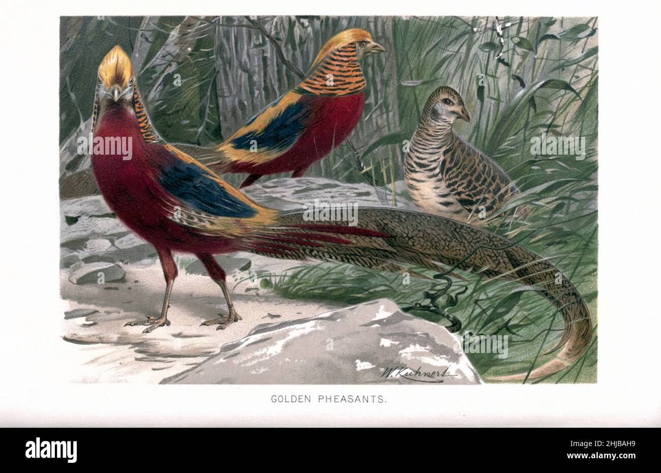 Dessin arc en ciel et oiseaux Banque de photographies et d’images à ...