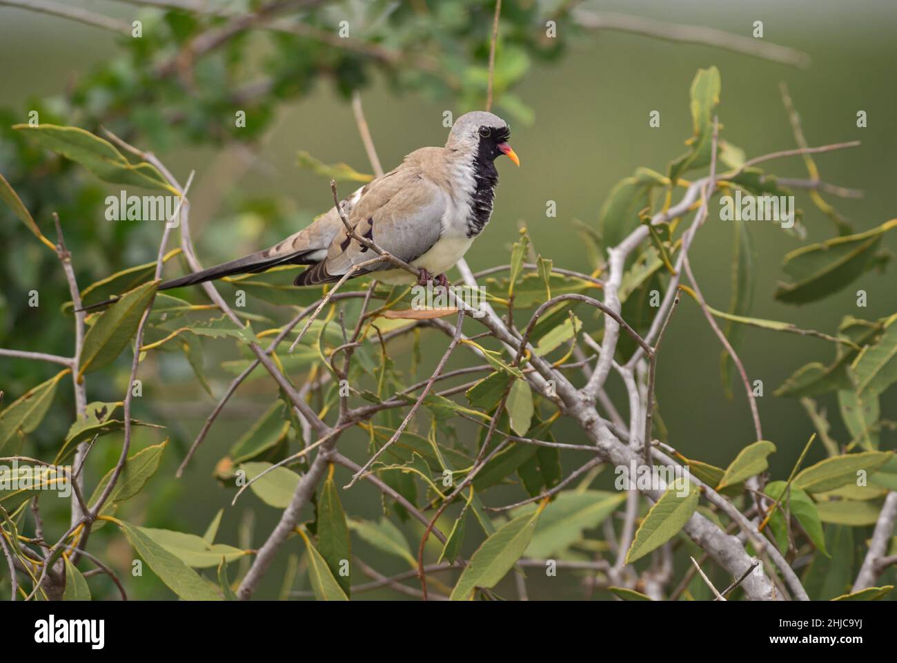 Masked dove Banque de photographies et d’images à haute résolution - Alamy