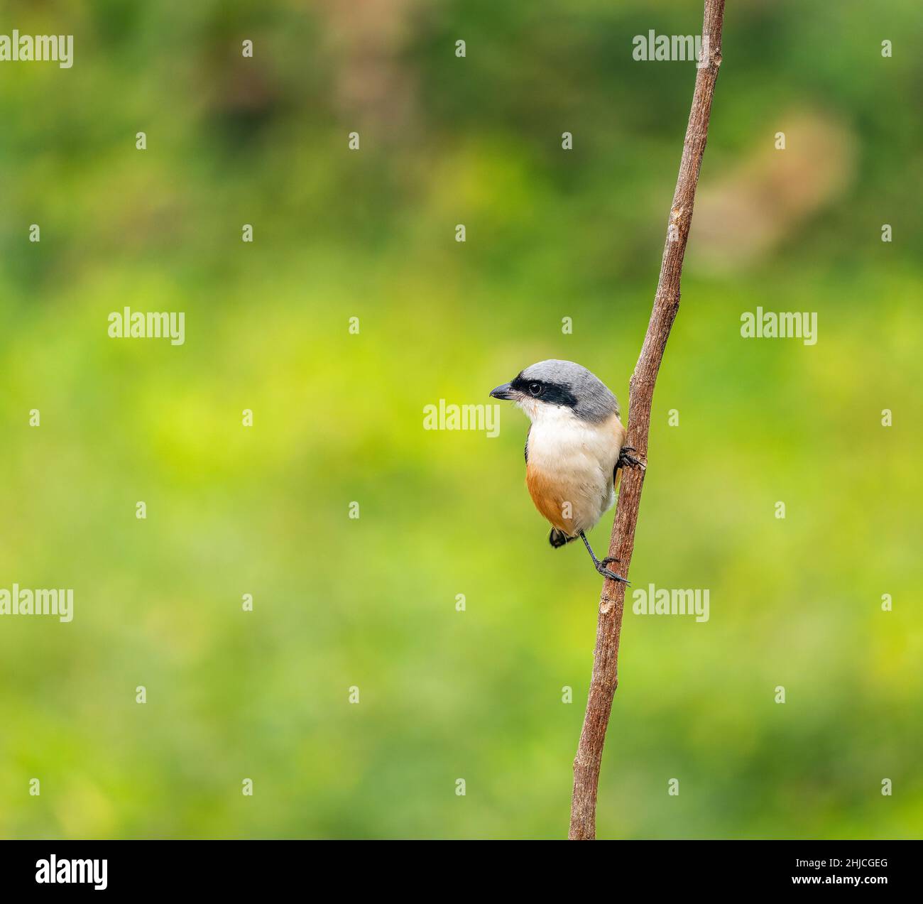 Image de la faune et de la flore de la perchaude à longue queue lors du ...