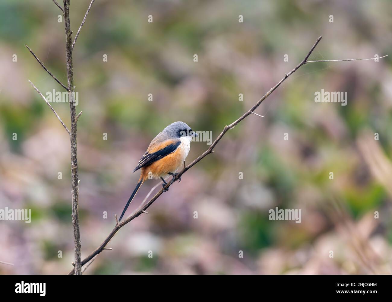 Image de la faune et de la flore de la perchaude à longue queue lors du ...