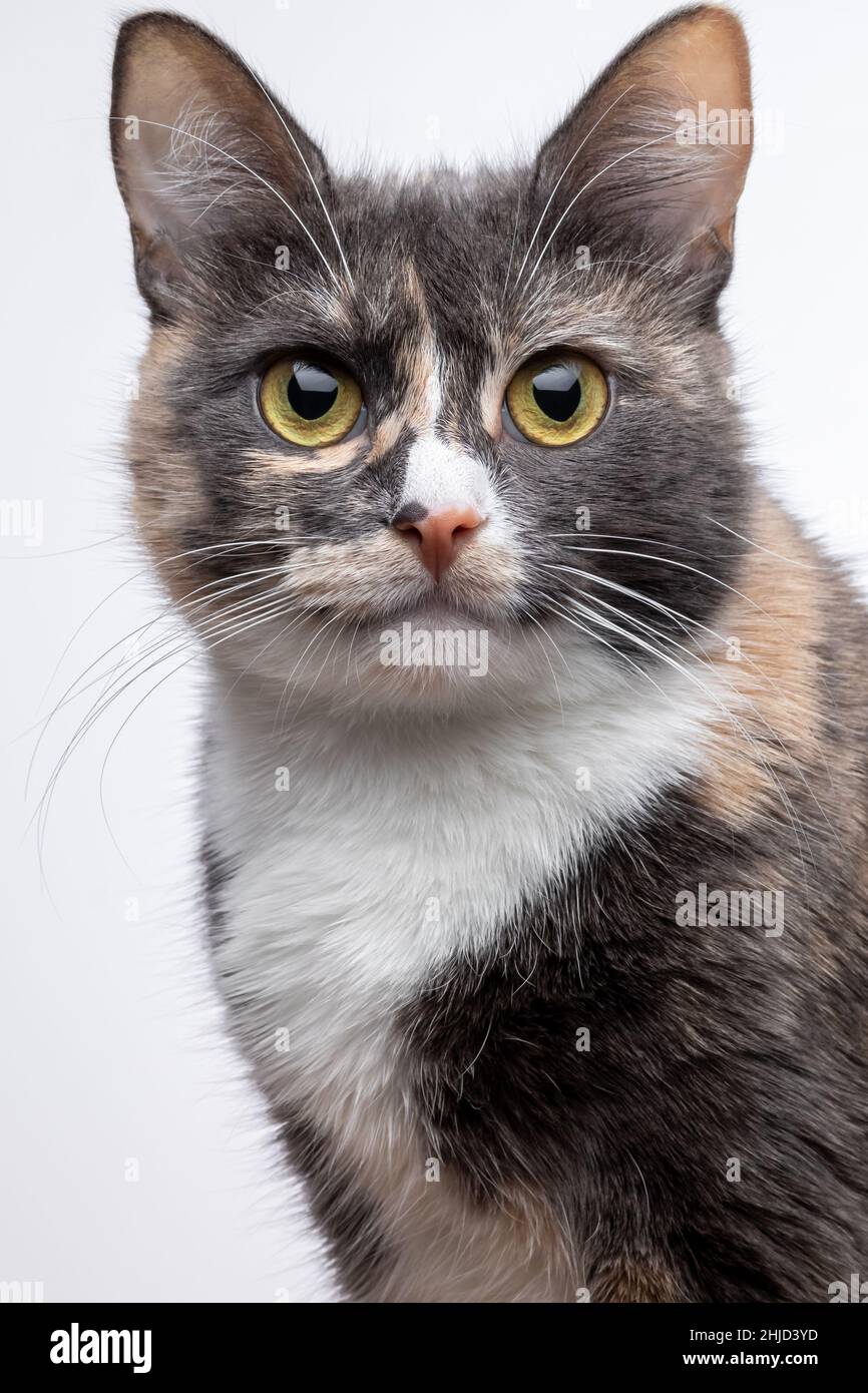 Chat tricolore sur fond blanc Banque de photographies et d’images à ...