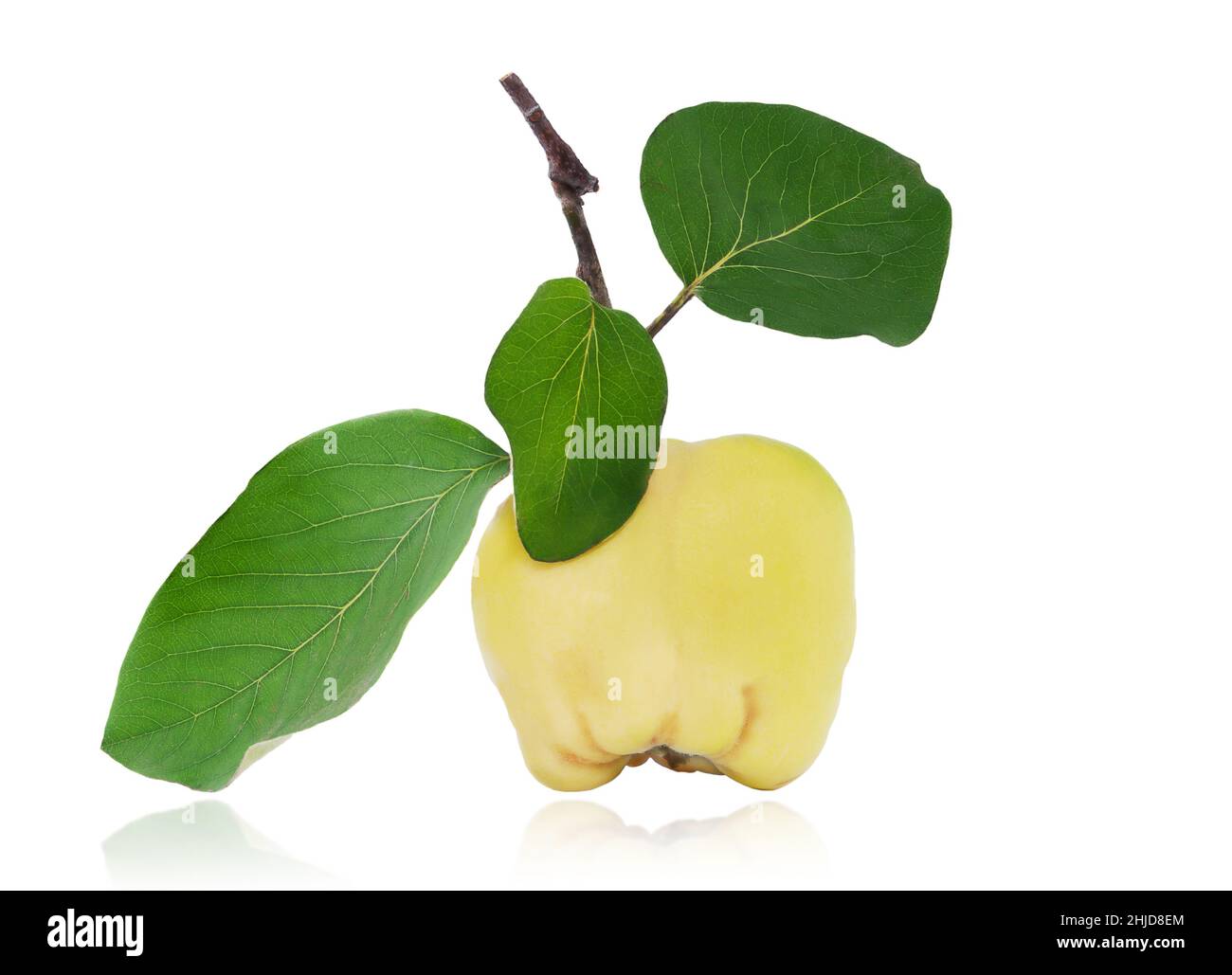 Feuille de coing Banque d'images détourées - Alamy