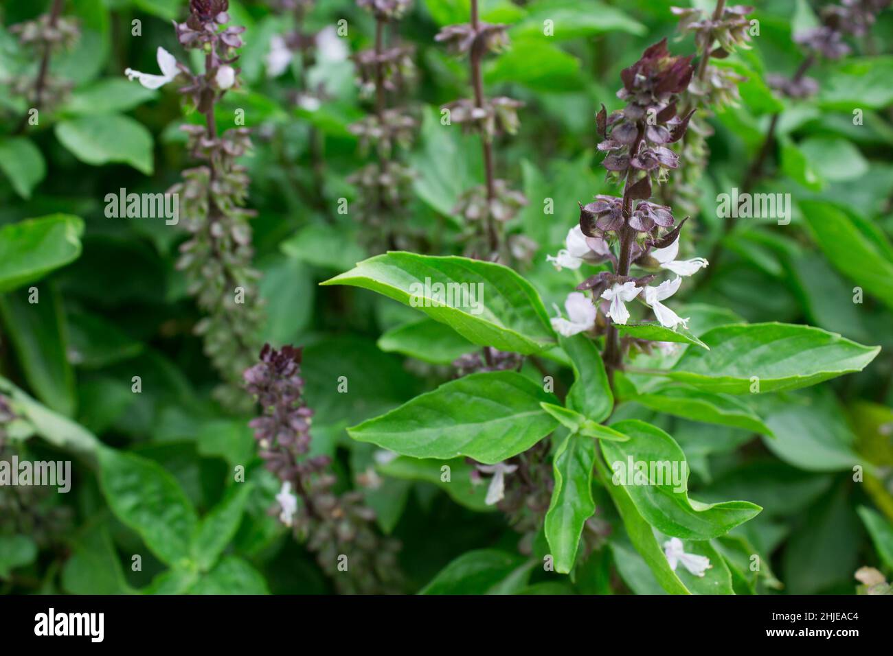 Arbre de basilic Banque de photographies et d’images à haute résolution ...