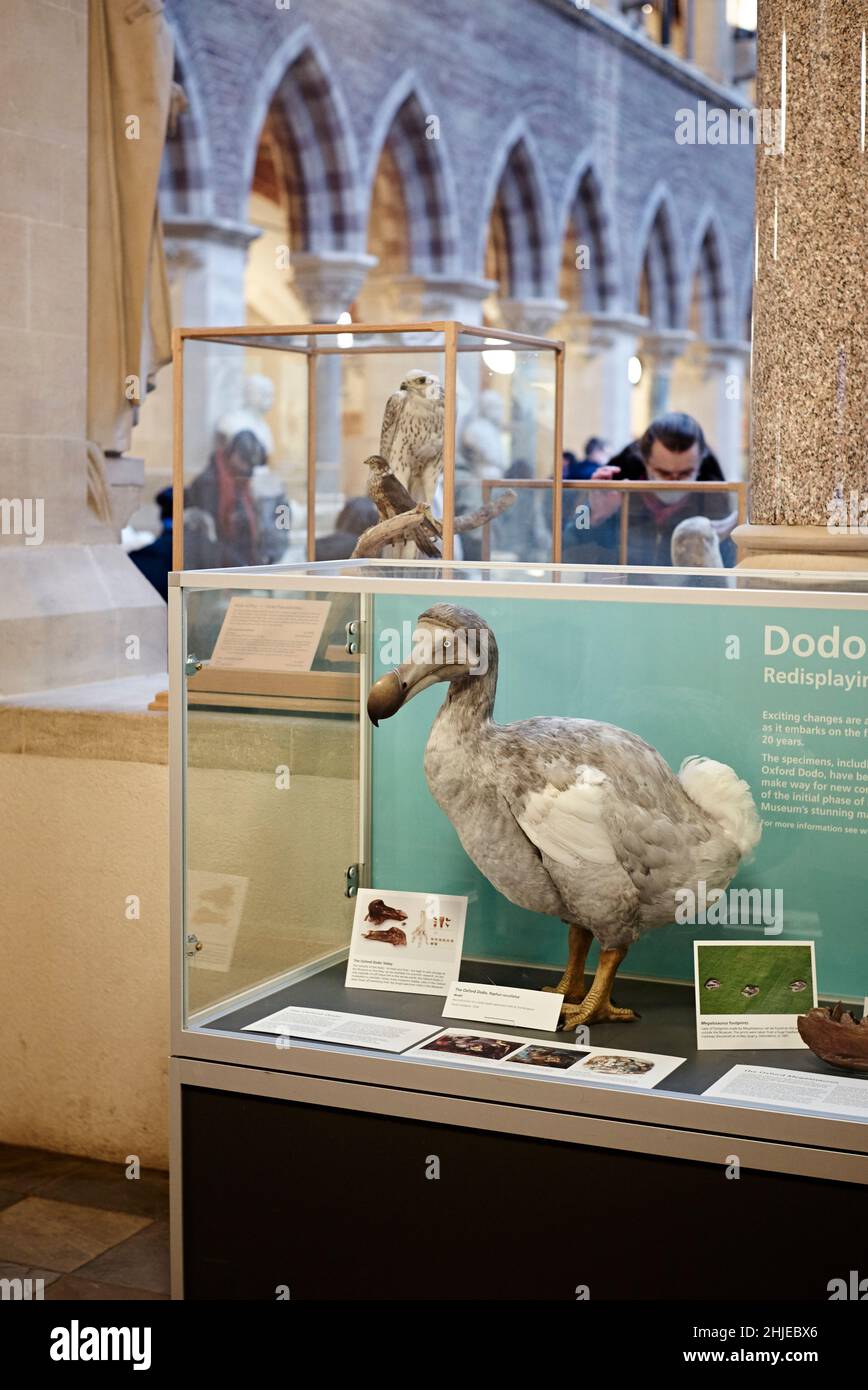 Musée d'histoire naturelle d'Oxford Dodo - le Dodo d'Oxford est le ...