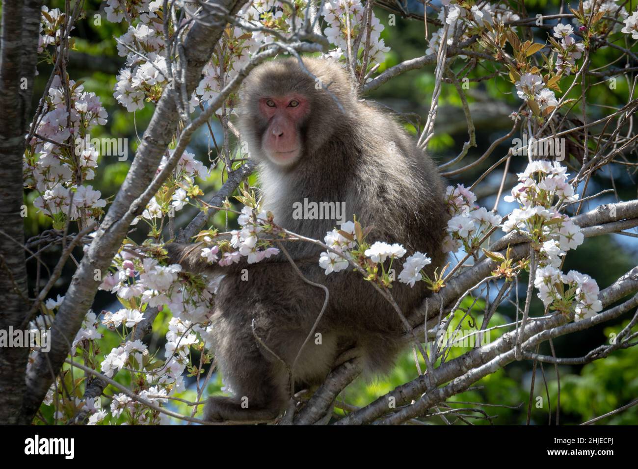 Gros plan d'un singe assis sur une branche d'un arbre en pleine floraison au soleil Photo Stock ...
