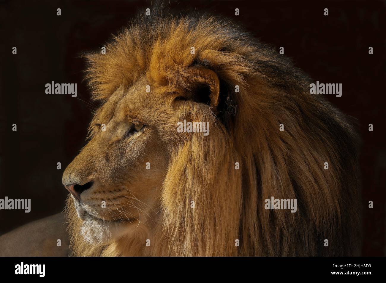 Lion adulte Banque de photographies et d’images à haute résolution - Alamy