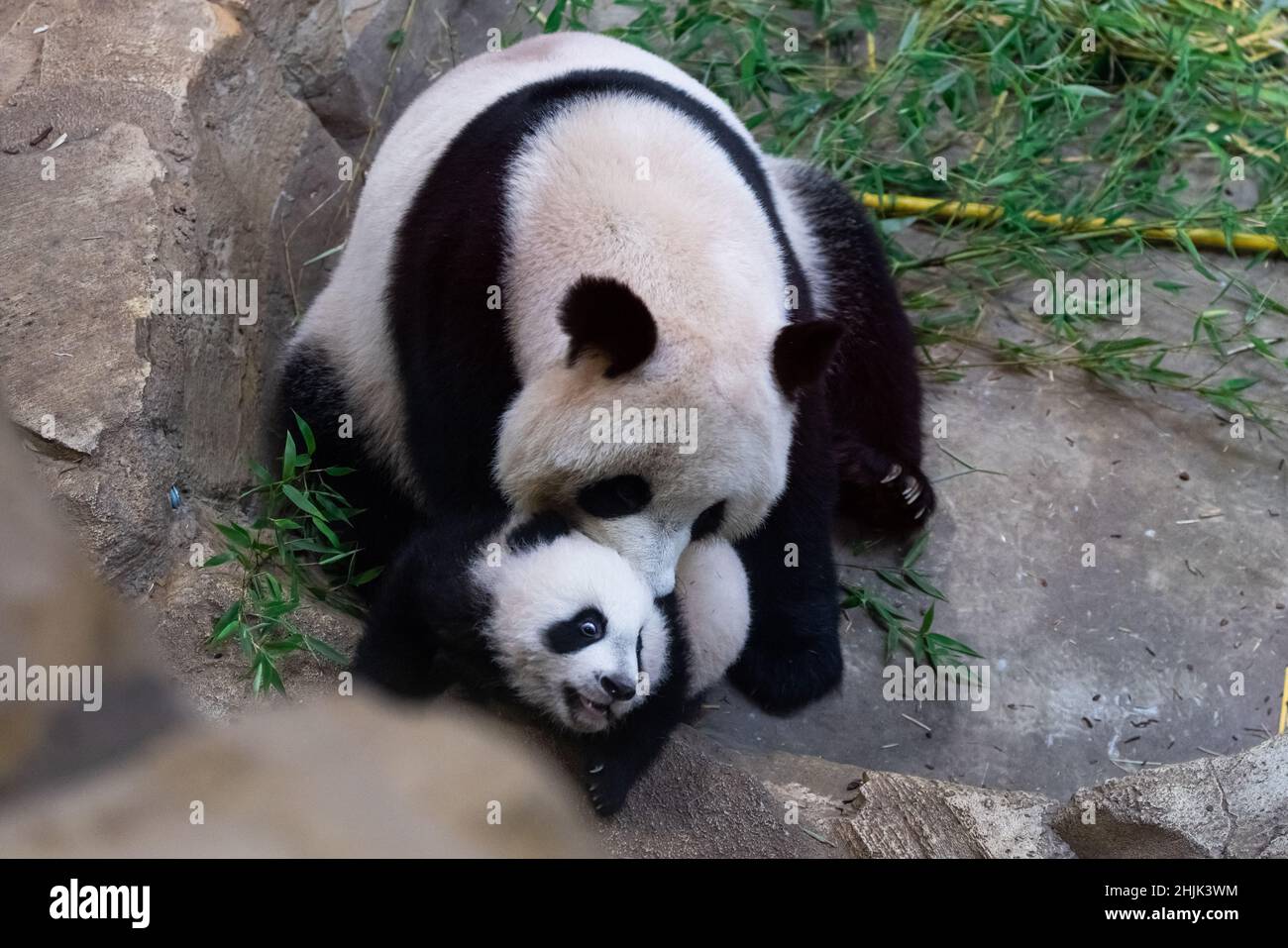 Cute baby panda face Banque de photographies et d’images à haute ...