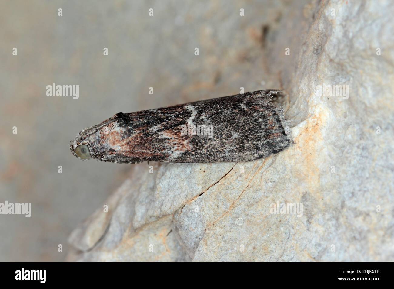 Bec pyralide adulte Moth de la famille des Pyralidae sur le mur Photo ...