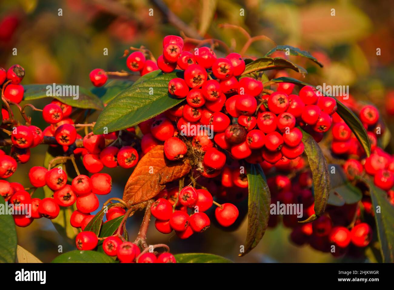 C lacteus Banque de photographies et d’images à haute résolution - Alamy