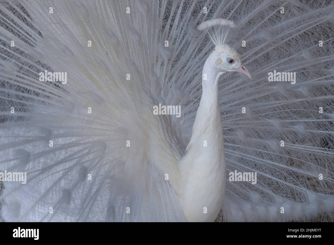 Albino peacock Banque de photographies et d’images à haute résolution ...