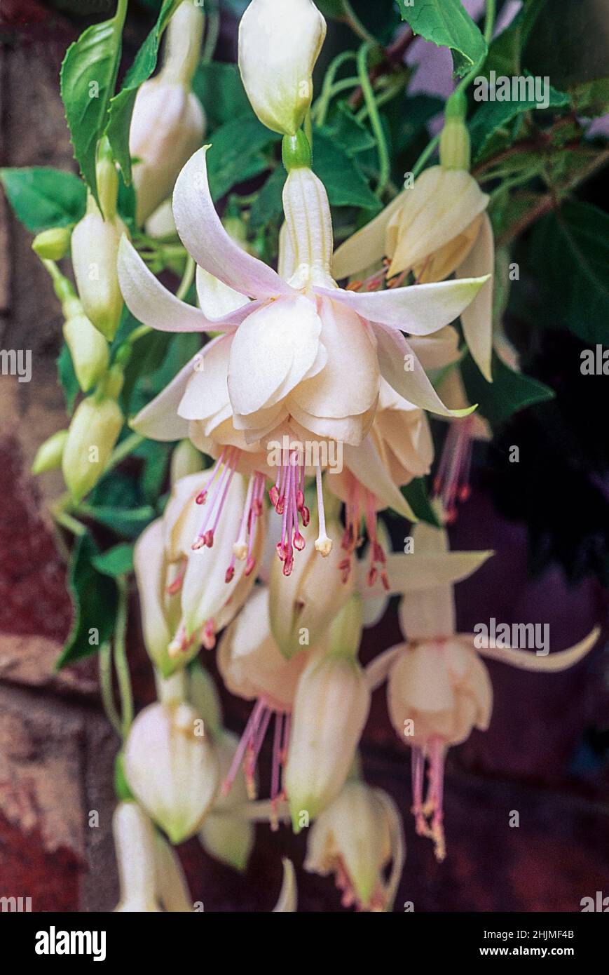 Annabel fuchsia Banque de photographies et d’images à haute résolution ...