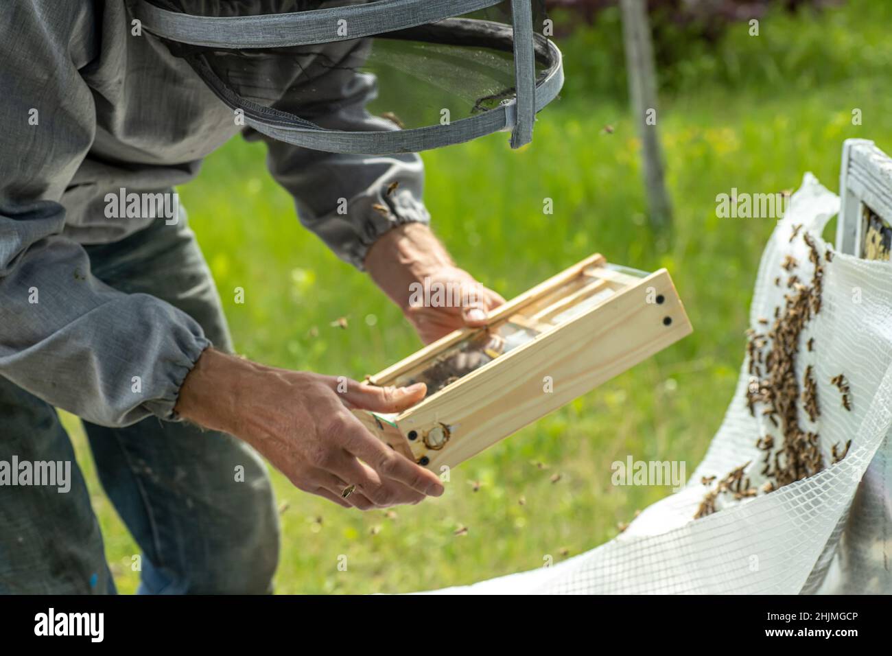 Apiculteur tenant un petit Nucleus avec une jeune reine abeille ...