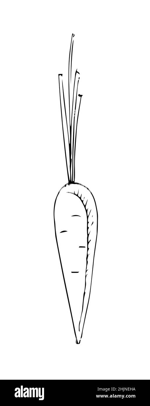 Légume mûr à la carotte.Fruits végétaux comestibles.Contour du dessin à ...