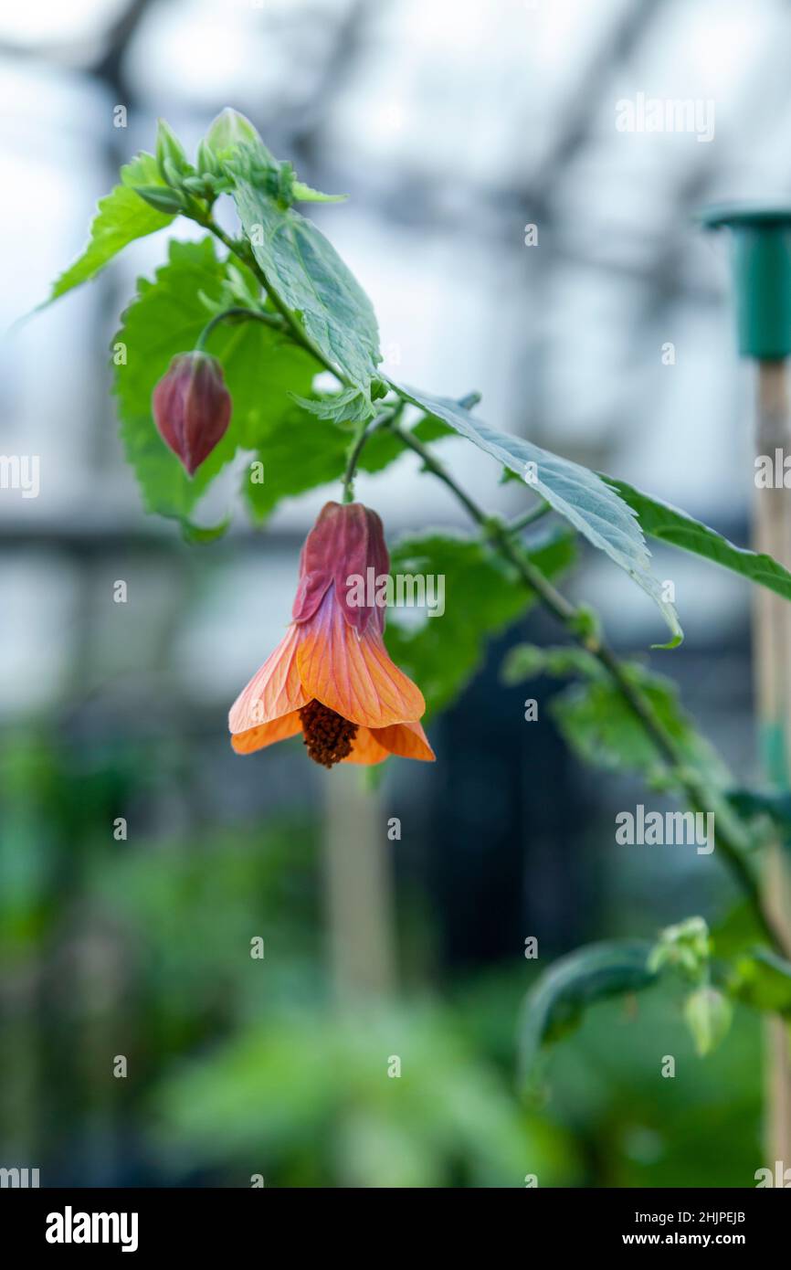 Fleurs en forme de clochette orange Banque de photographies et d’images ...