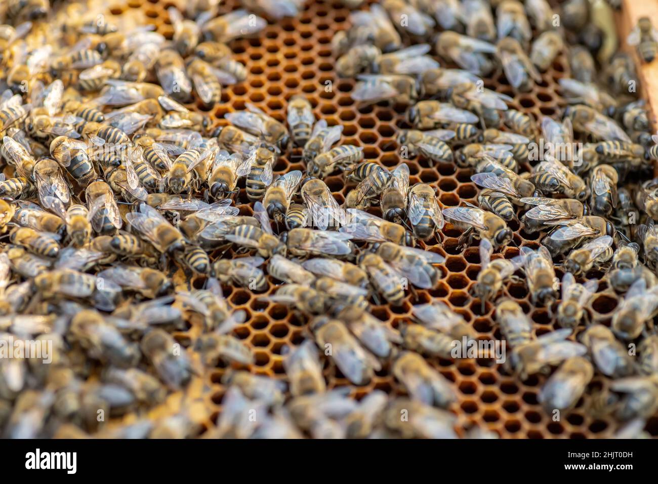 Des drones sur un cadre de cire entouré de colonies d'abeilles ...