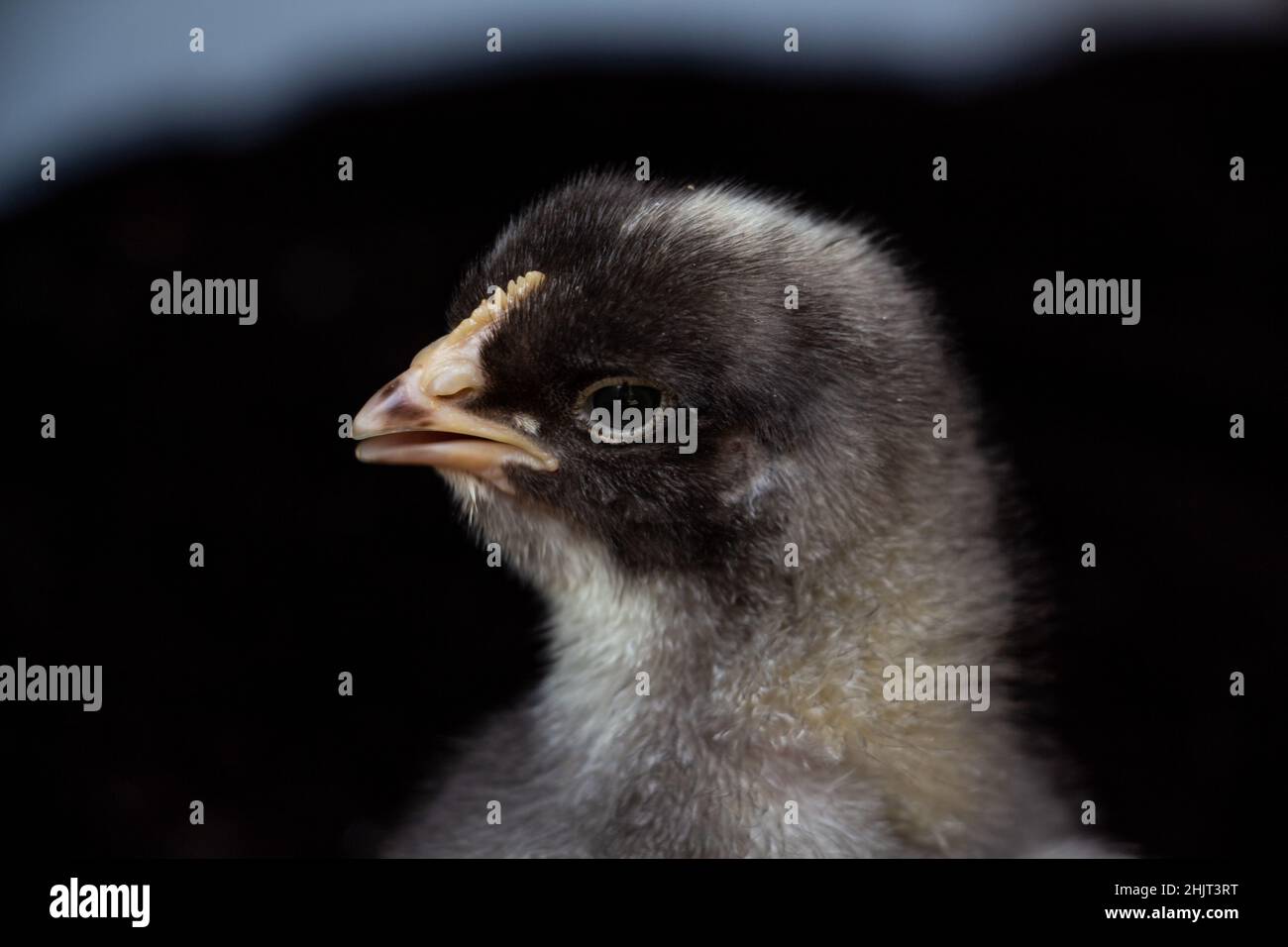 Petit poussin noir Banque de photographies et d’images à haute ...