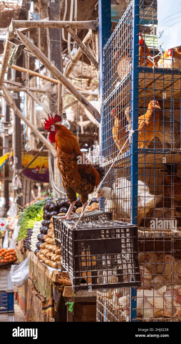 Magasin de poulet vivant Banque de photographies et d’images à haute ...