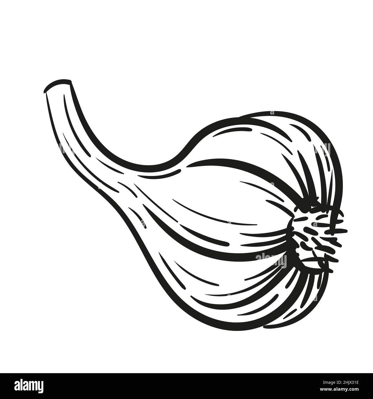 Ail - illustration vectorielle en style esquisse.Tête d'ail, gousses ...