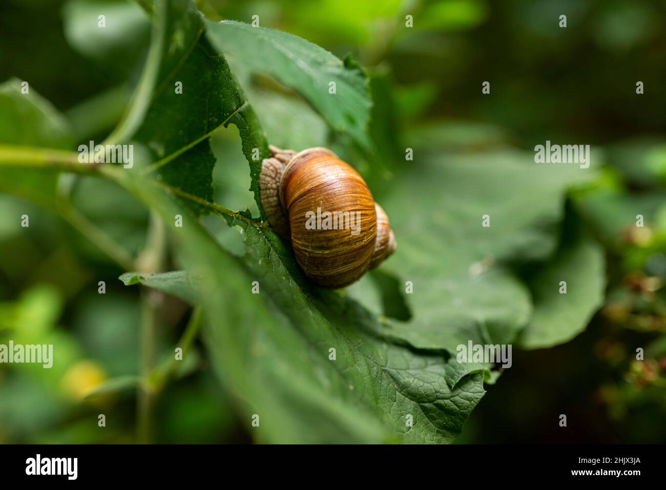 Gros plan d'un escargot romain (Helix pomatia, d'autres noms communs ...