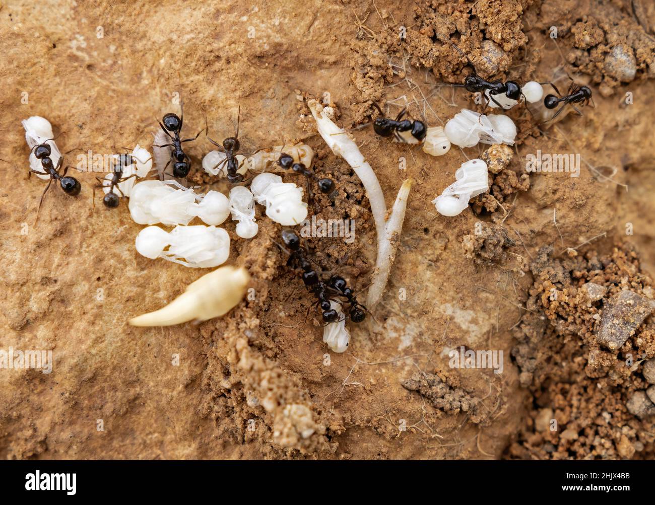 Cycle de reproduction de la faune Banque de photographies et d’images à ...