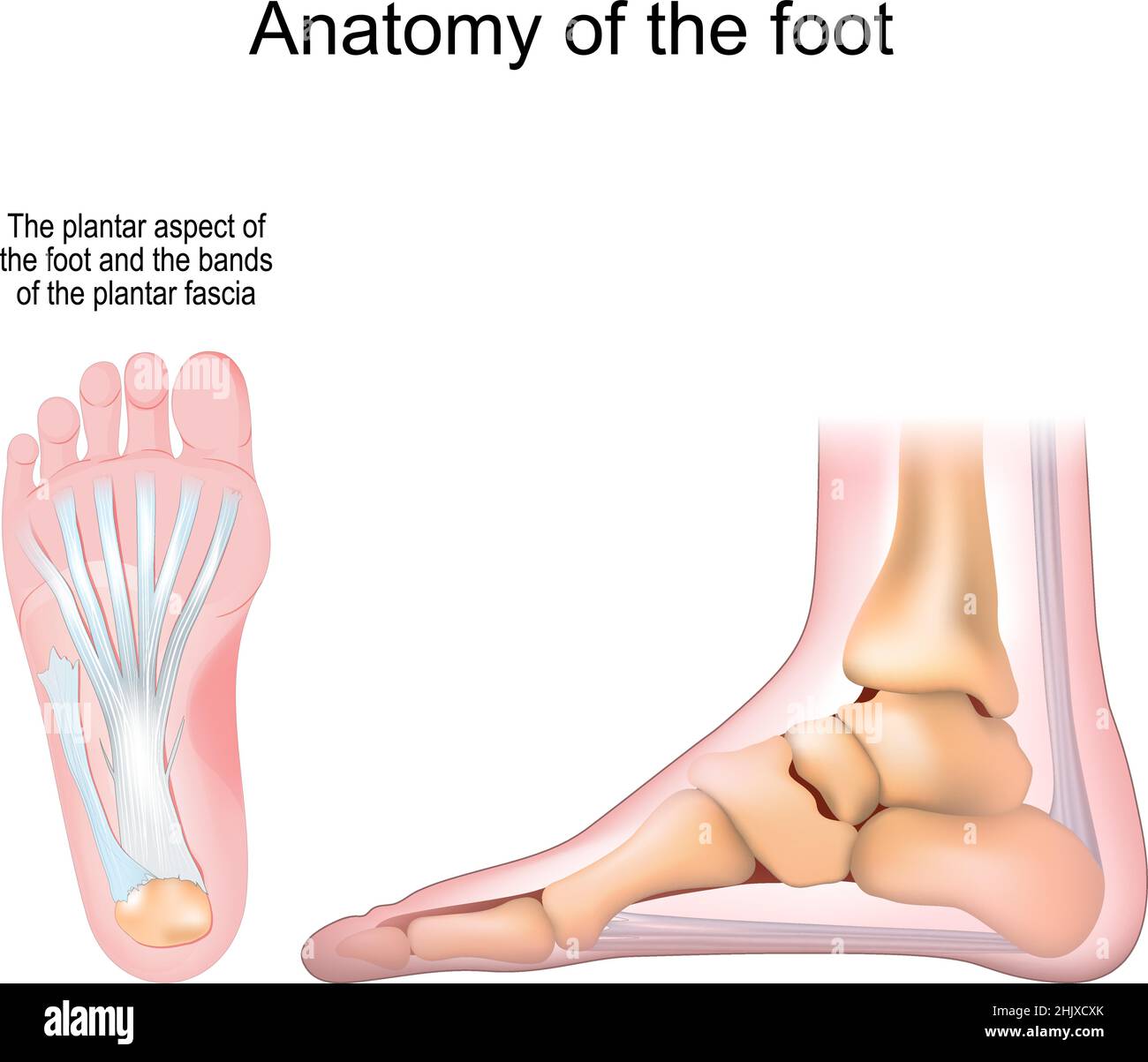 Anatomie du pied.OS et fascia Plantar.Illustration vectorielle réaliste ... Anatomie du pied.OS et fascia Plantar.Illustration vectorielle réaliste ...