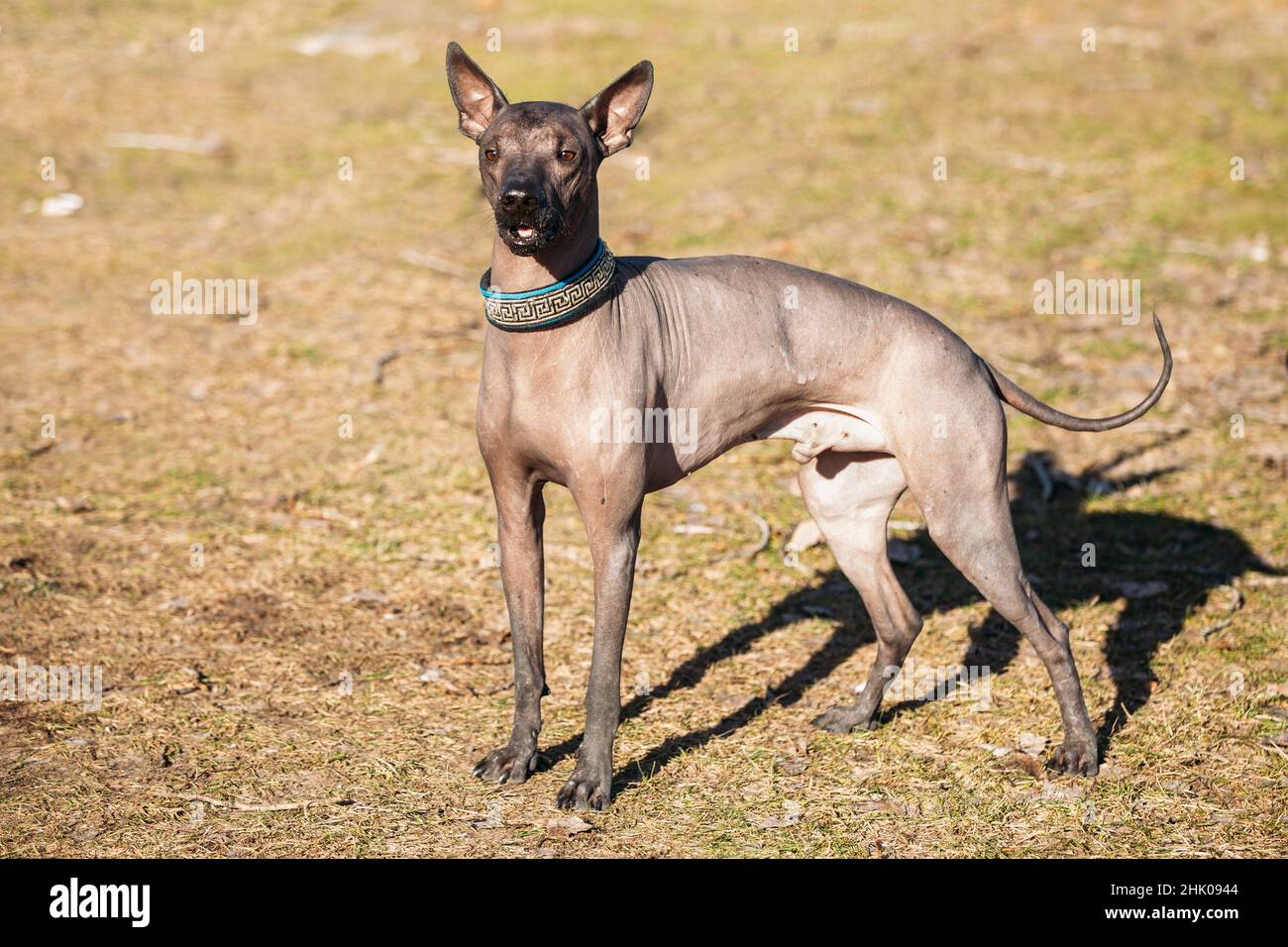 Mexican hairless dog Banque de photographies et d’images à haute ...