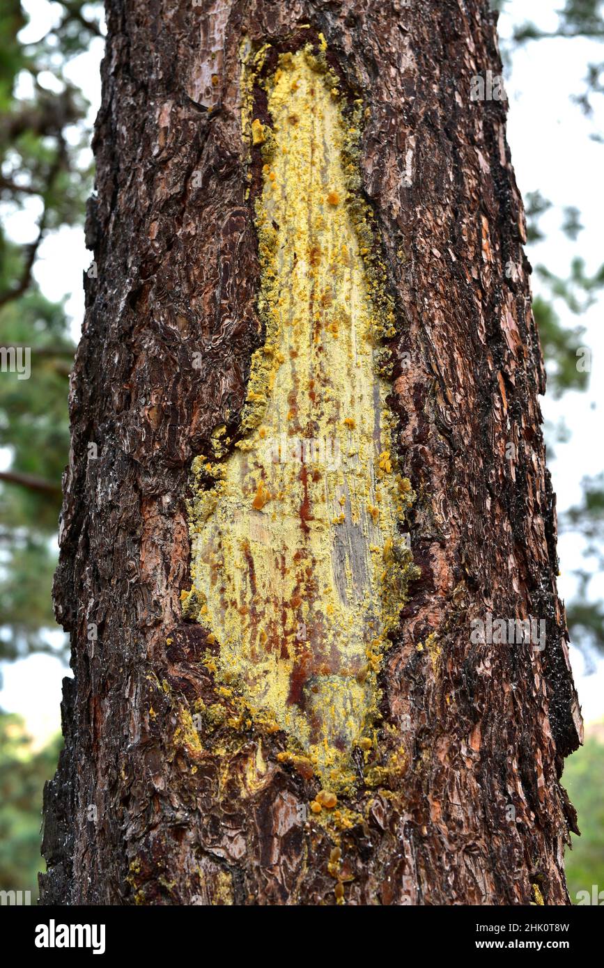 Pin pinus canariensis Banque de photographies et d’images à haute ...