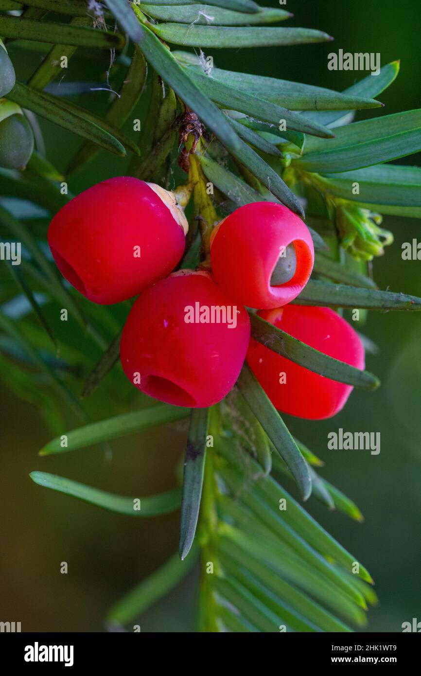Taxus baccata fruit Banque de photographies et d’images à haute ...