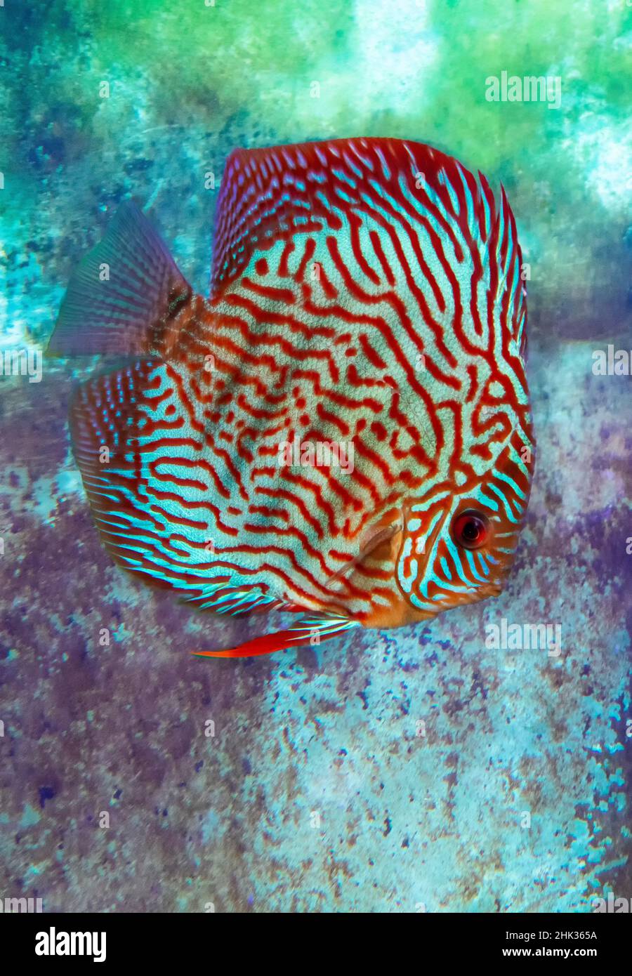 Discus turquoise Banque de photographies et d’images à haute résolution ...