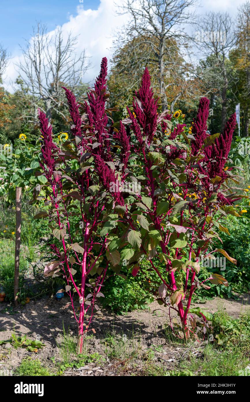 Anatomie de la plume Banque de photographies et d’images à haute ...