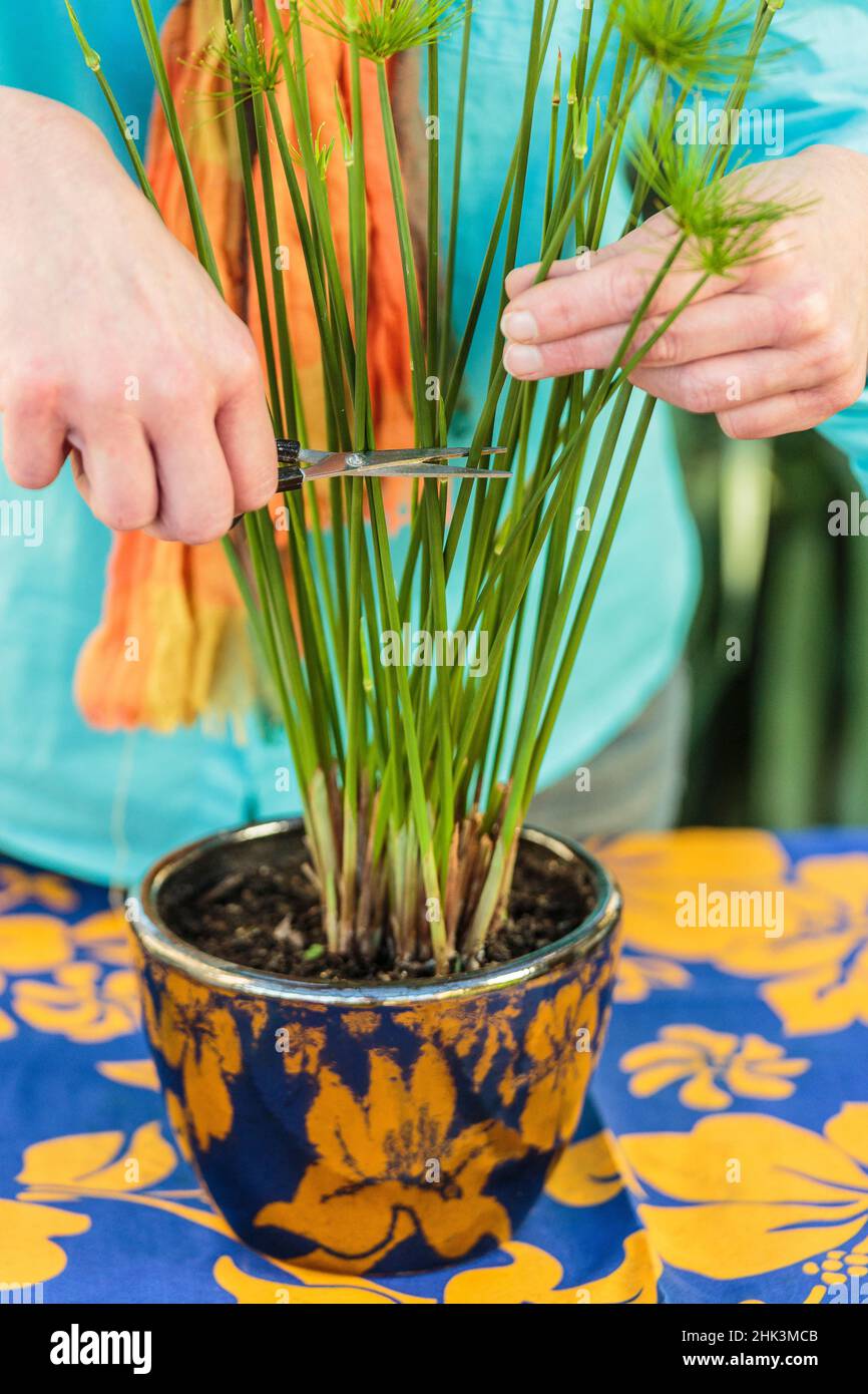 Fleurs de papyrus plante Banque de photographies et d’images à haute ...