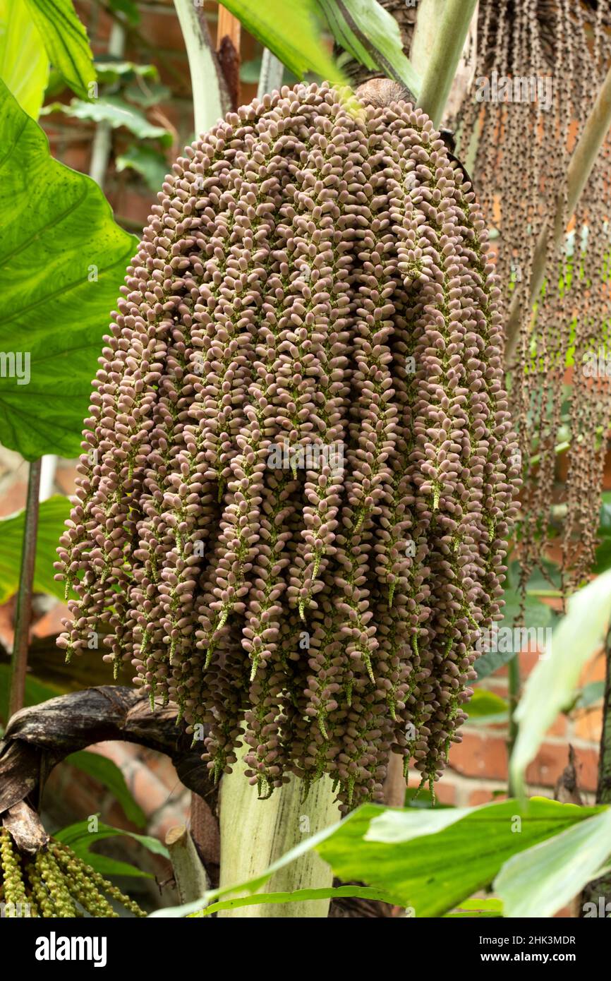 Fruits de palmier en queue de poisson Banque d'image et photos - Alamy