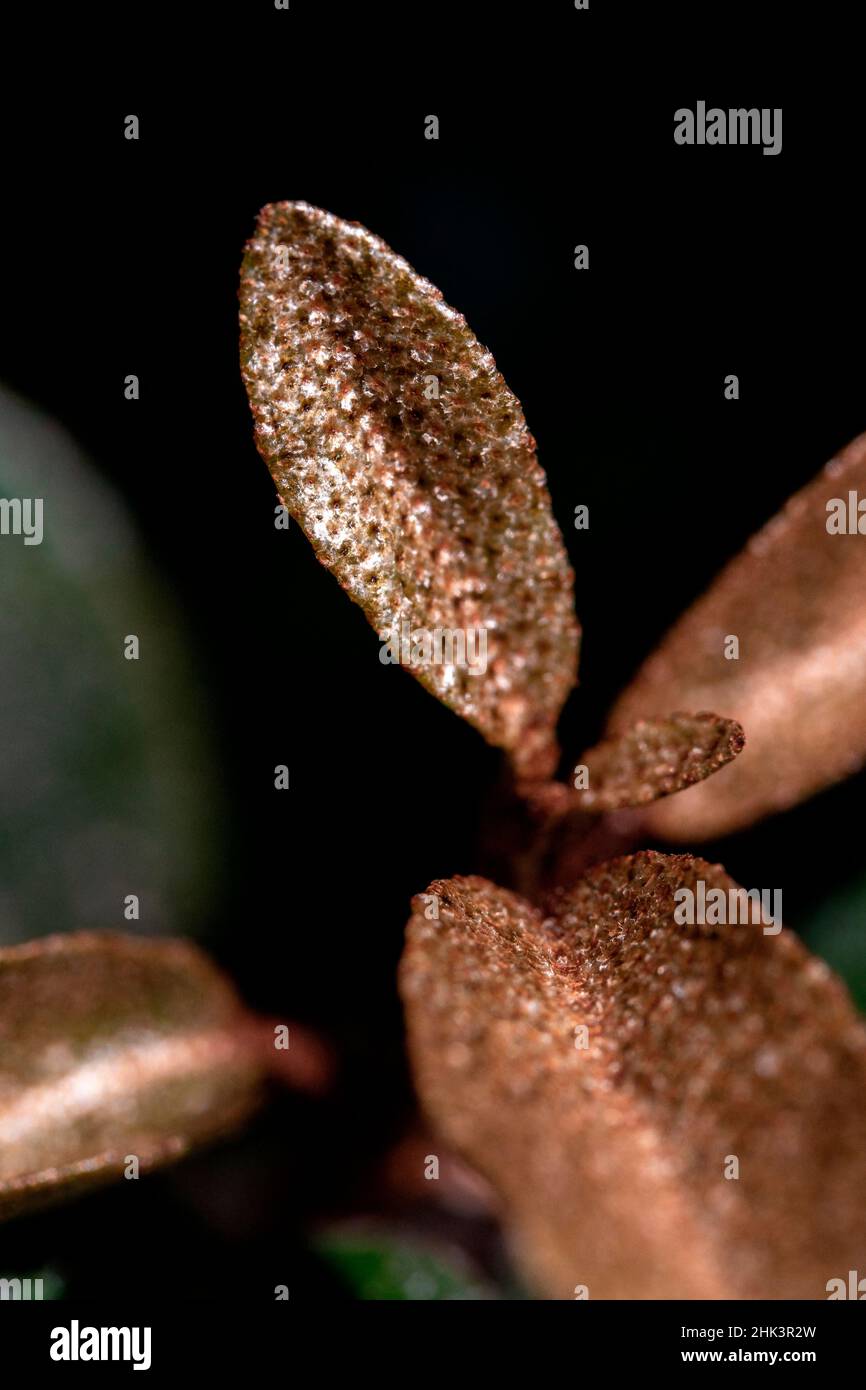 Elaeagnus x submacrophylla Banque de photographies et d’images à haute ...