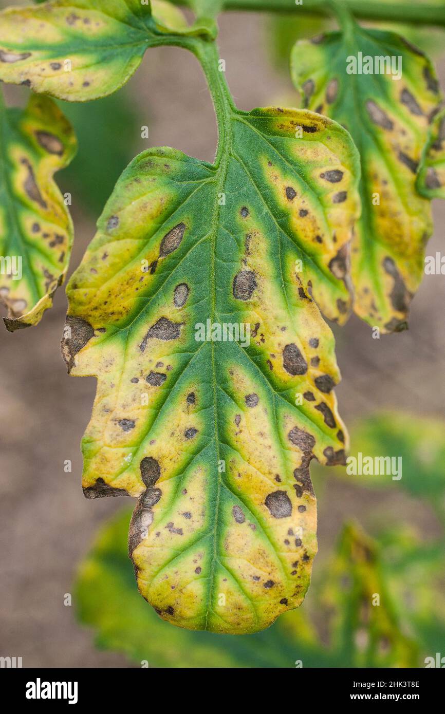 Chlorose végétale Banque de photographies et d’images à haute ...