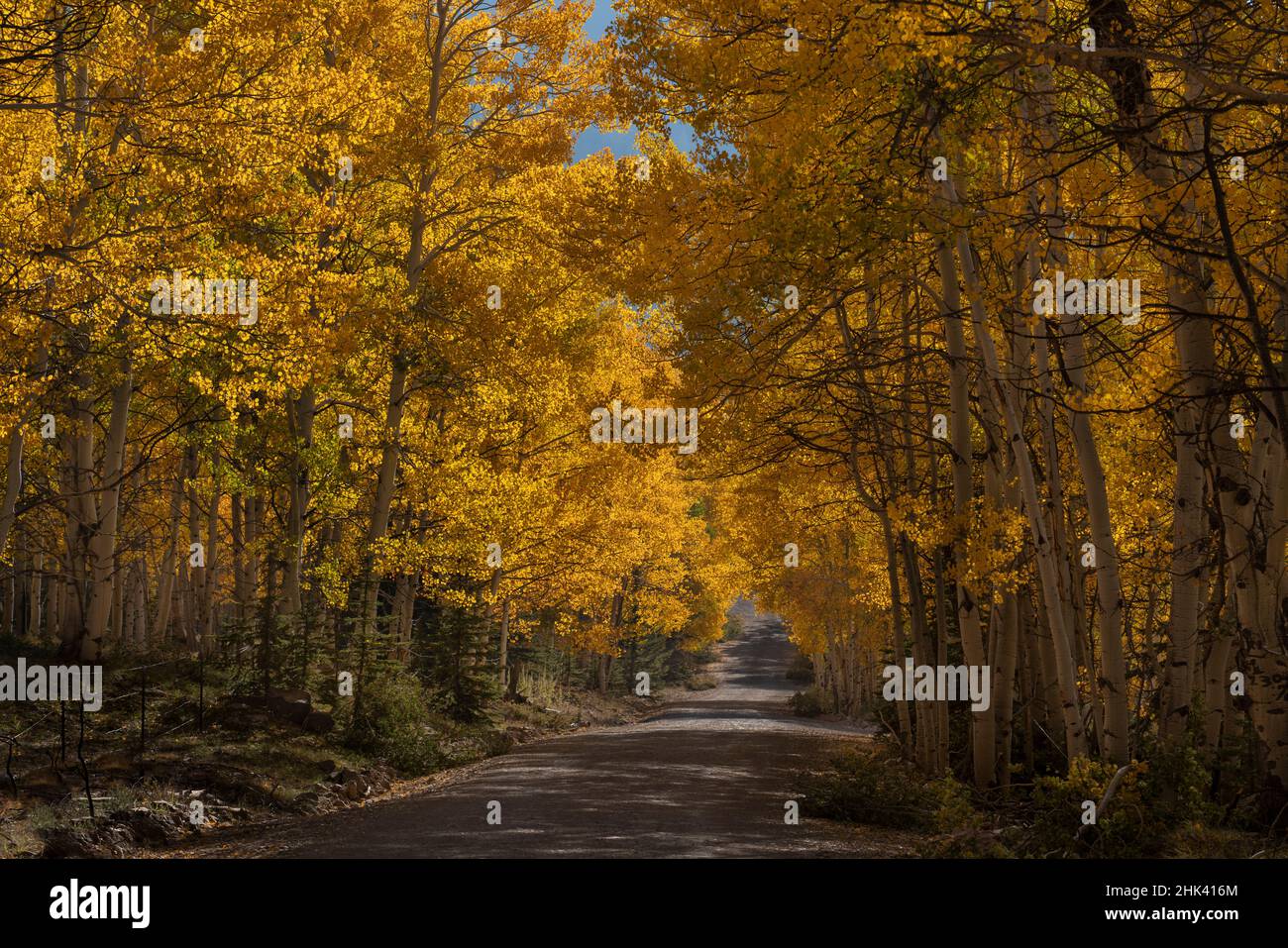 Rio grande national forest Banque de photographies et d’images à haute ...